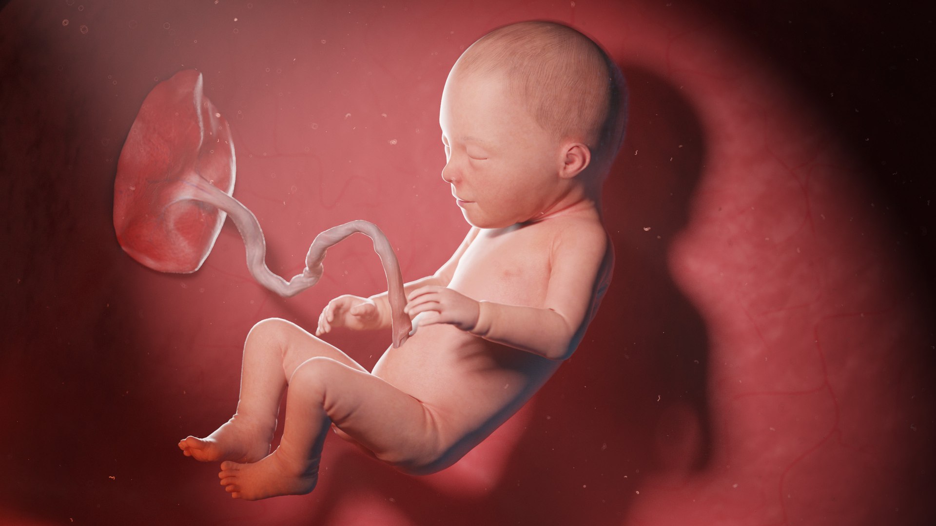 3D Fetus Anatomy Week 30 Animated - TurboSquid 1797811