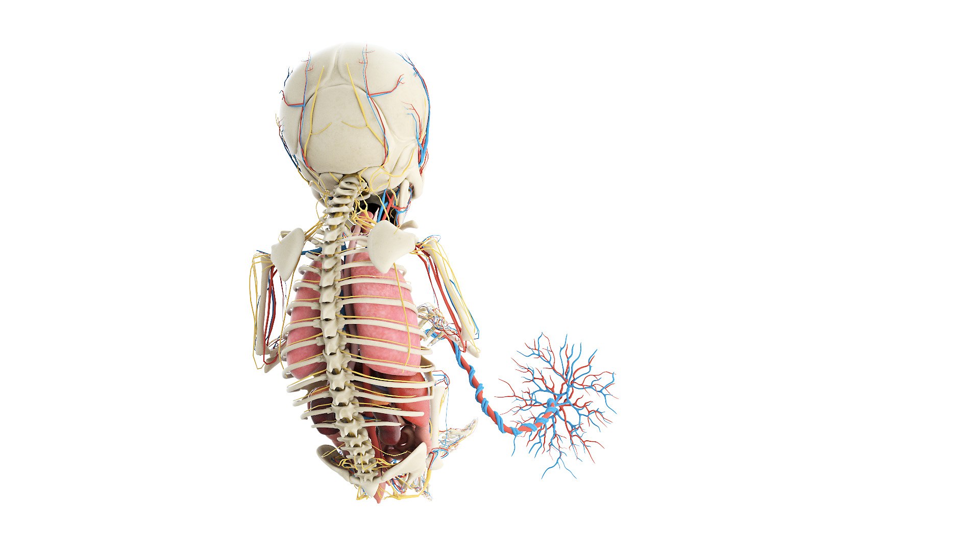 3D Fetus Anatomy Week 30 Animated - TurboSquid 1797811