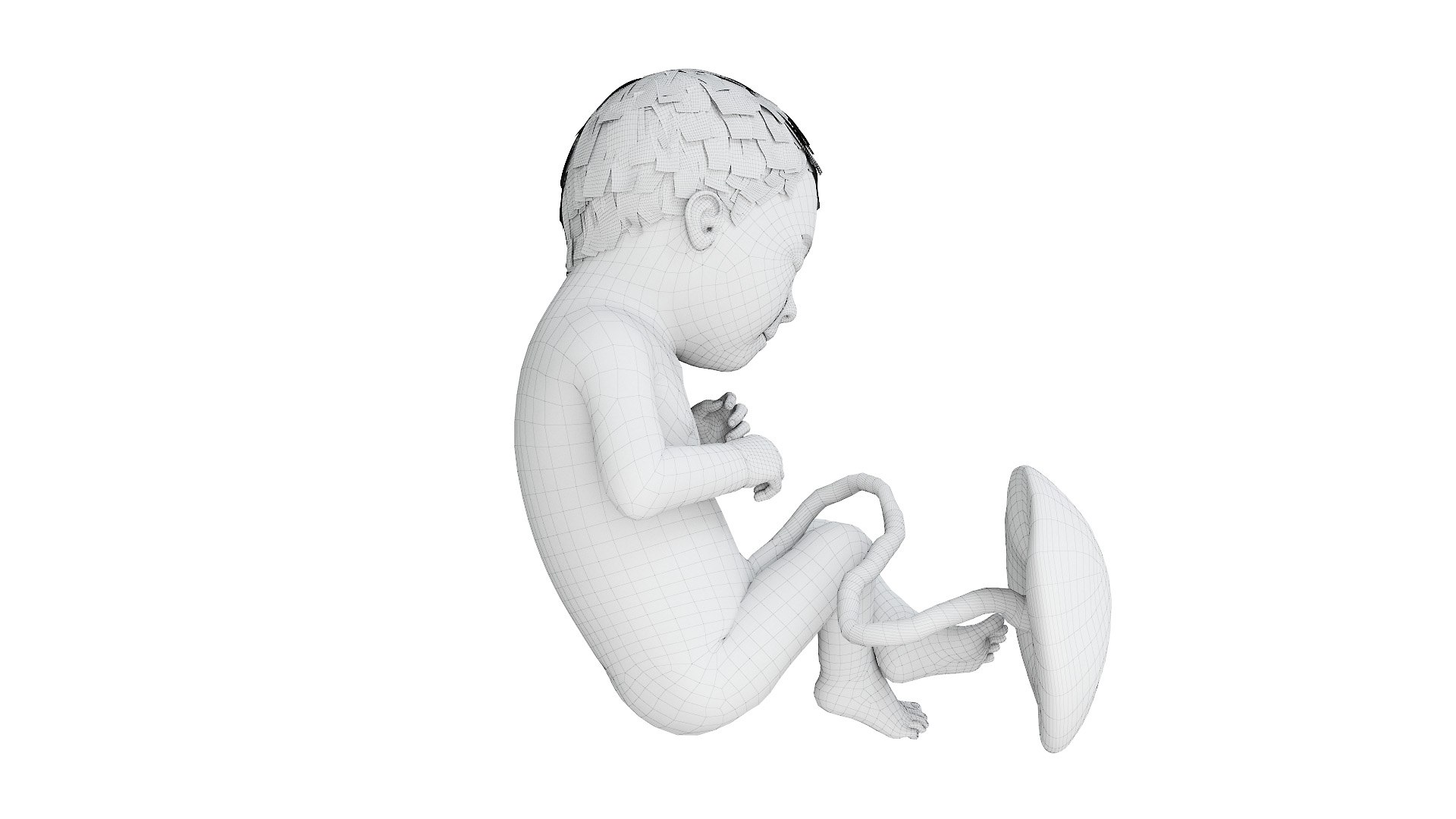3D Fetus Anatomy Week 30 Animated - TurboSquid 1797811