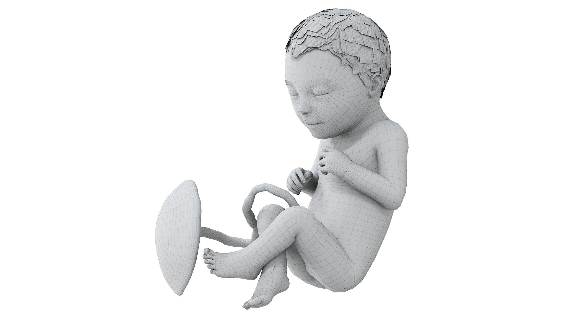 3D Fetus Anatomy Week 30 Animated - TurboSquid 1797811
