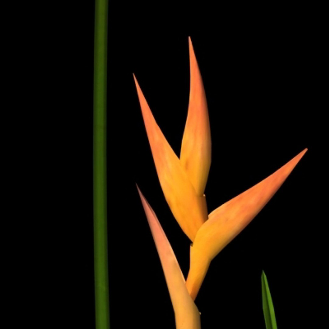 Maya Plant Leaf