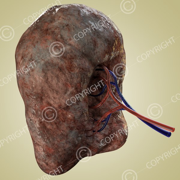 modèle 3D de Rate - TurboSquid 1372588