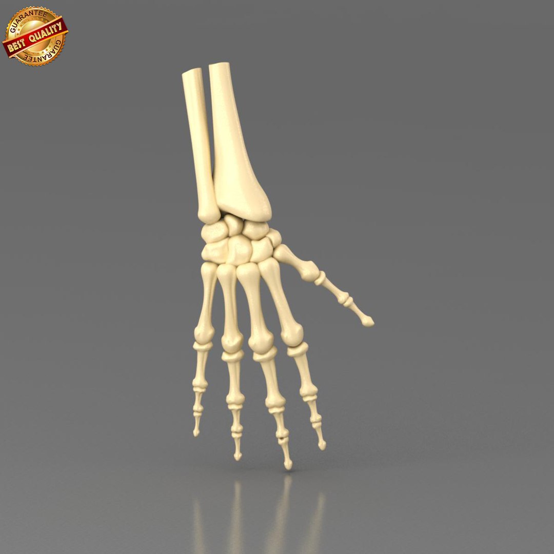 3d Anatomy Medical