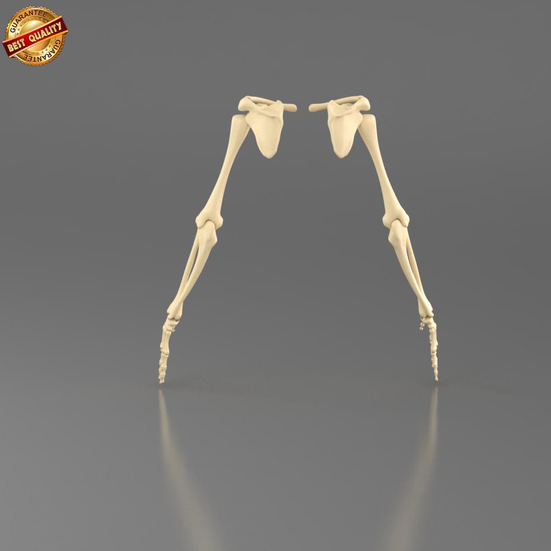 3d Anatomy Medical
