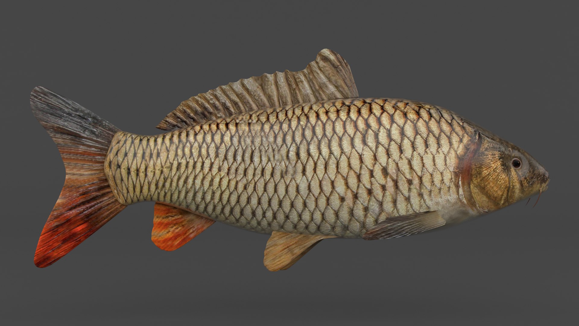 Carp Fish 3D Model - TurboSquid 2028610