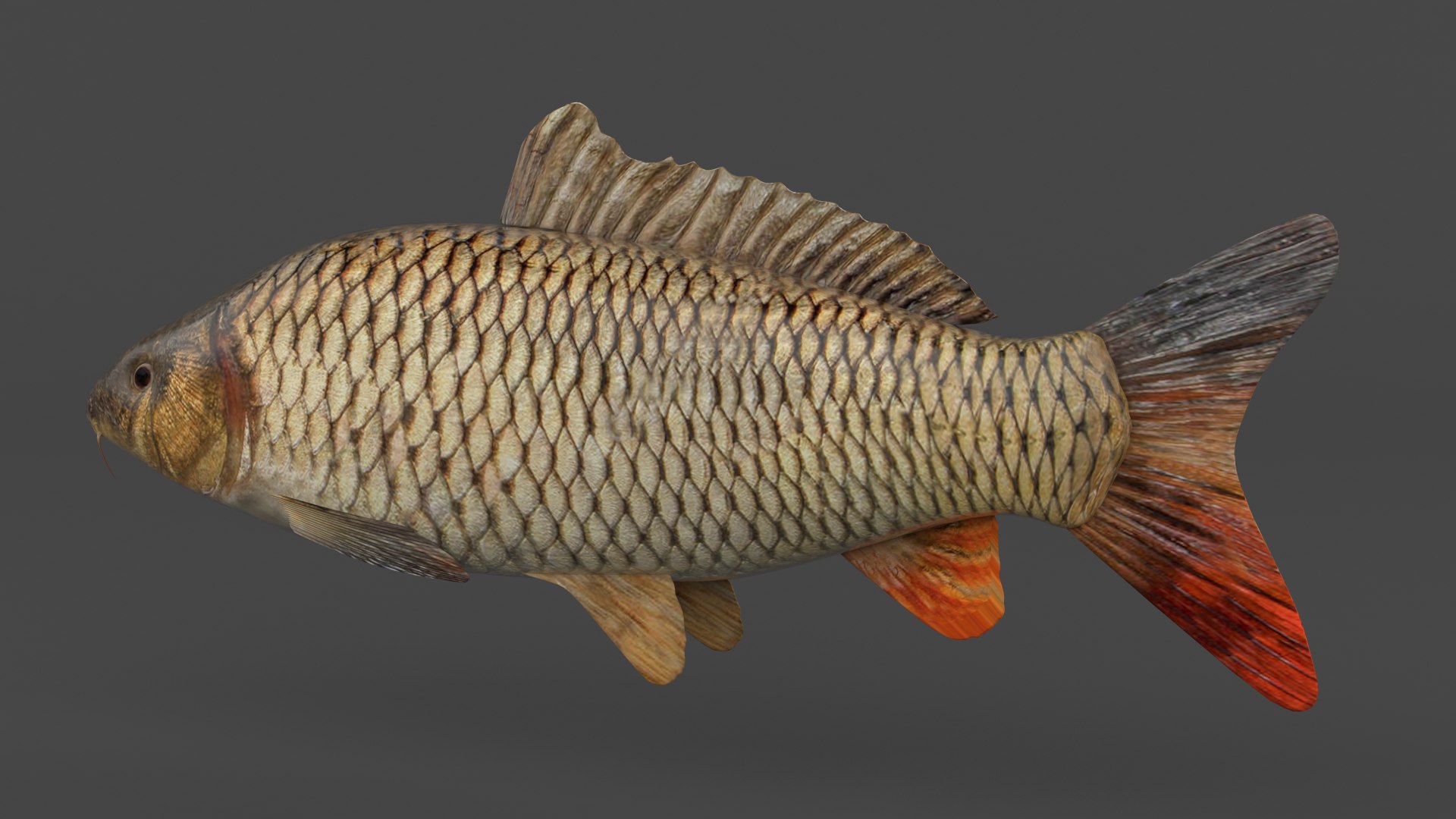 Carp Fish 3D Model - TurboSquid 2028610