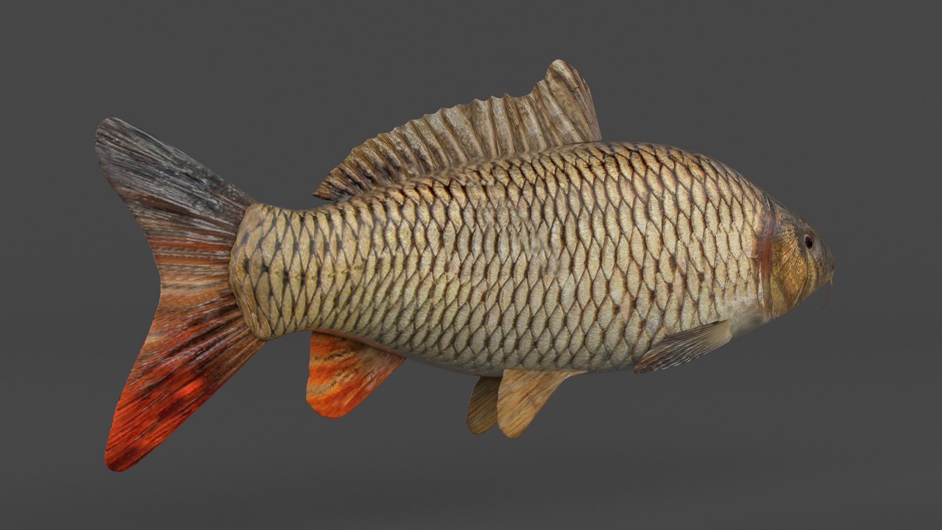 Carp Fish 3D Model - TurboSquid 2028610
