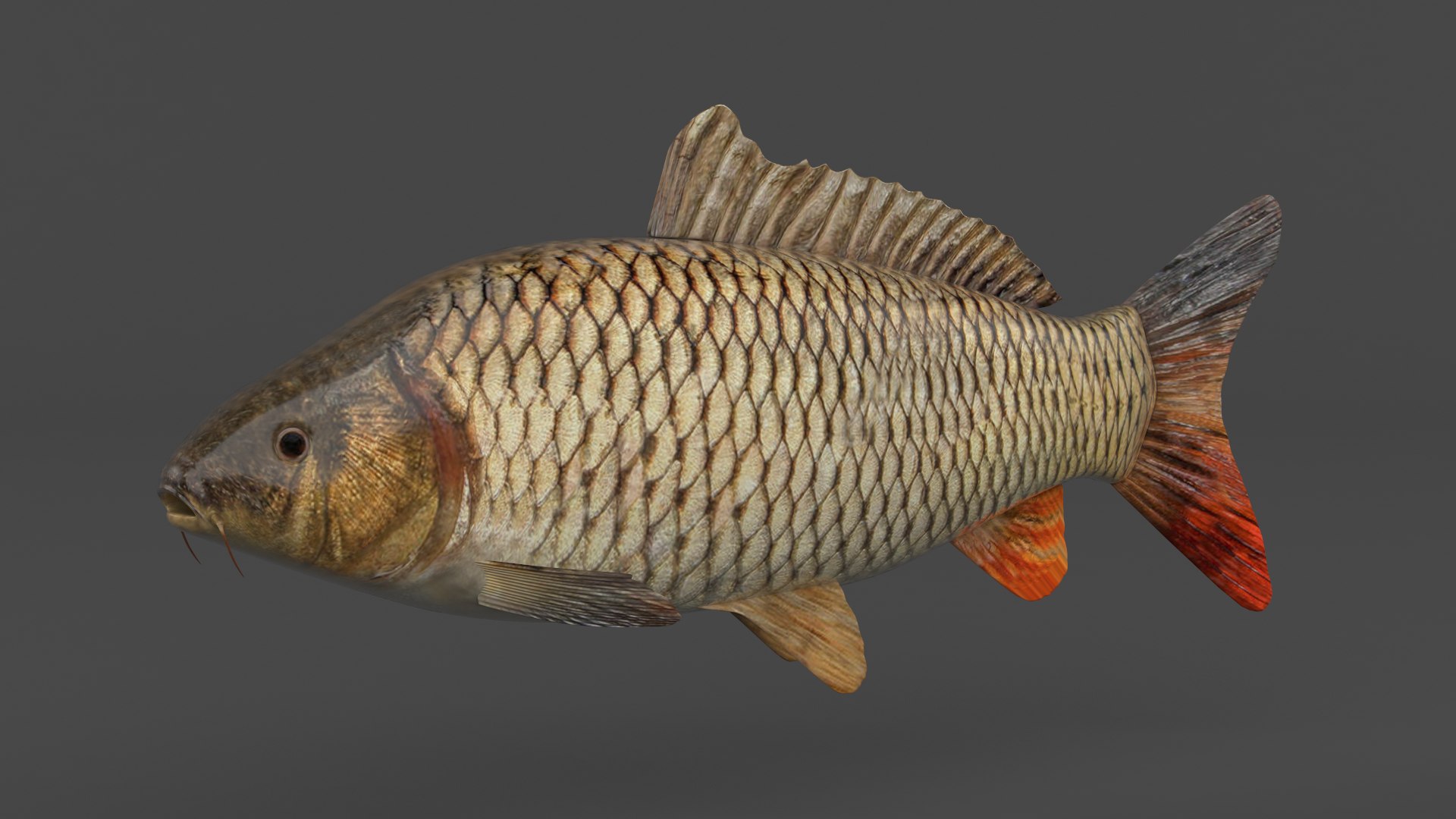 Carp Fish 3D Model - TurboSquid 2028610
