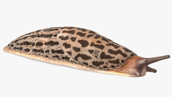 Great Slug Rigged for Modo 3D 모델 - TurboSquid 2018634