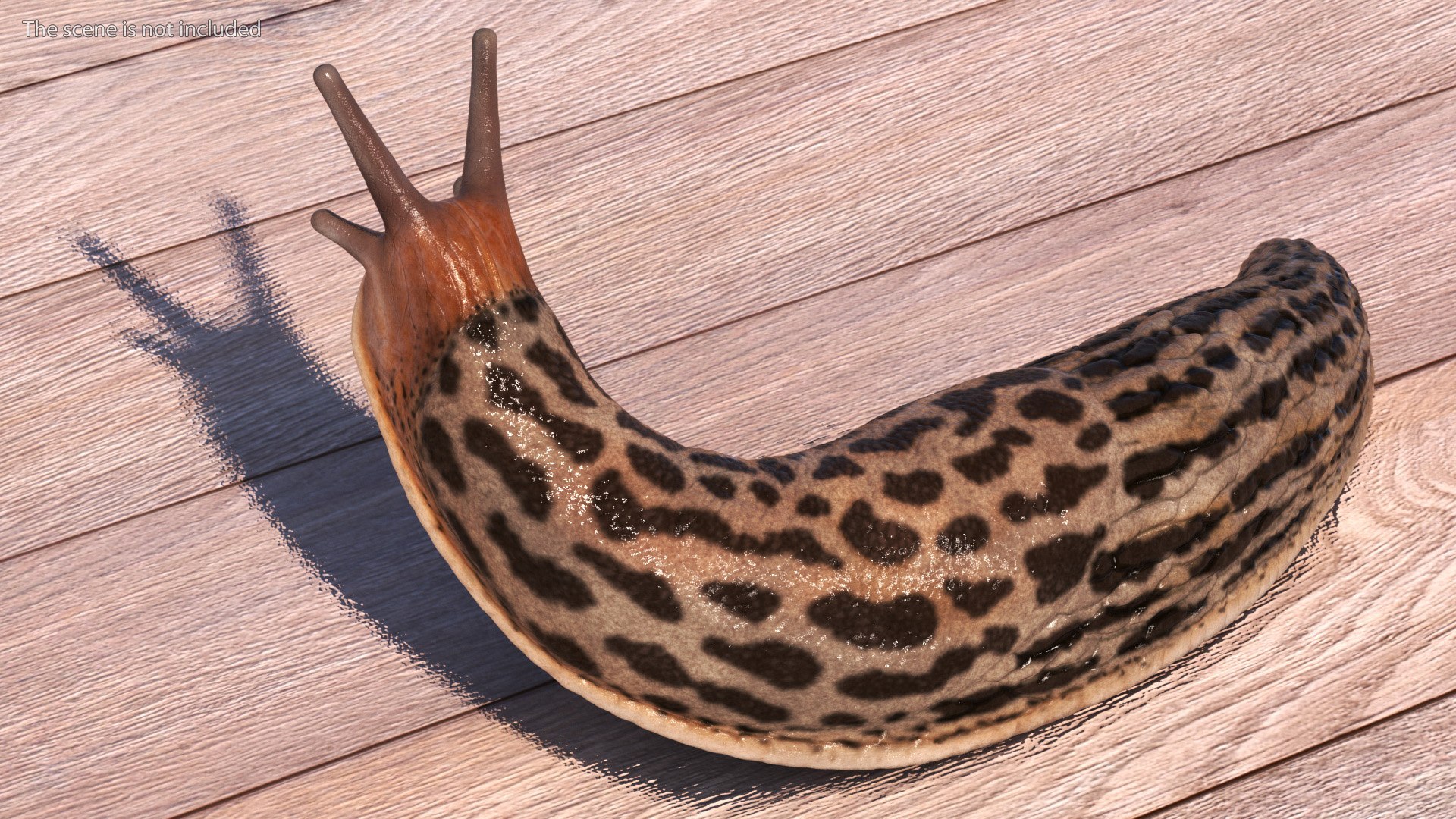 3D Great Slug Rigged For Modo - TurboSquid 2018634