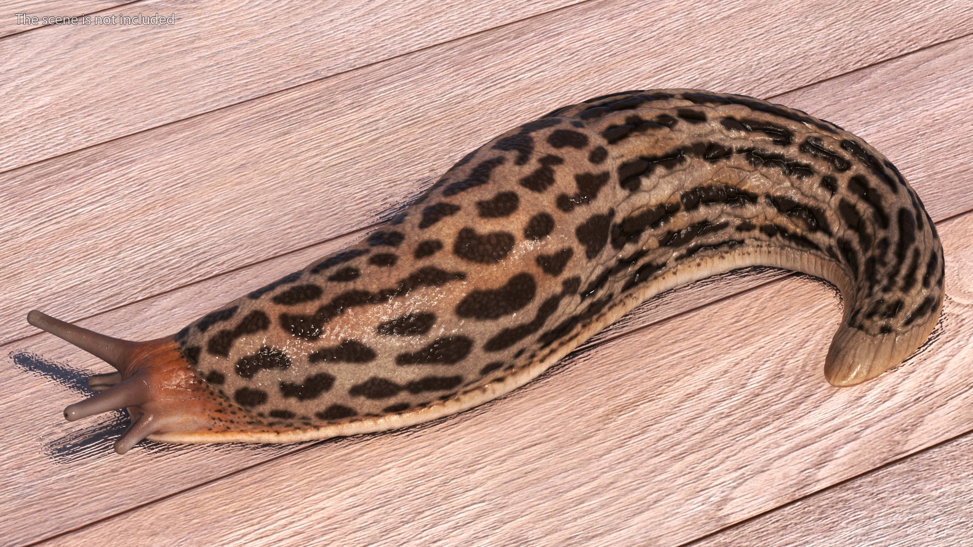 3D Great Slug Rigged For Modo - TurboSquid 2018634