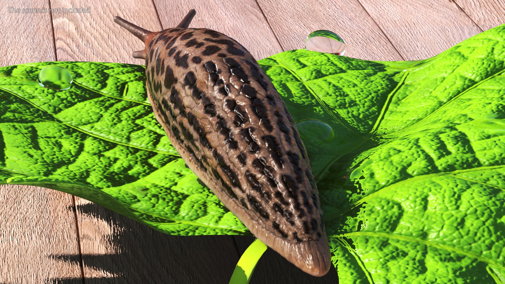 3D Great Slug Rigged For Modo - TurboSquid 2018634
