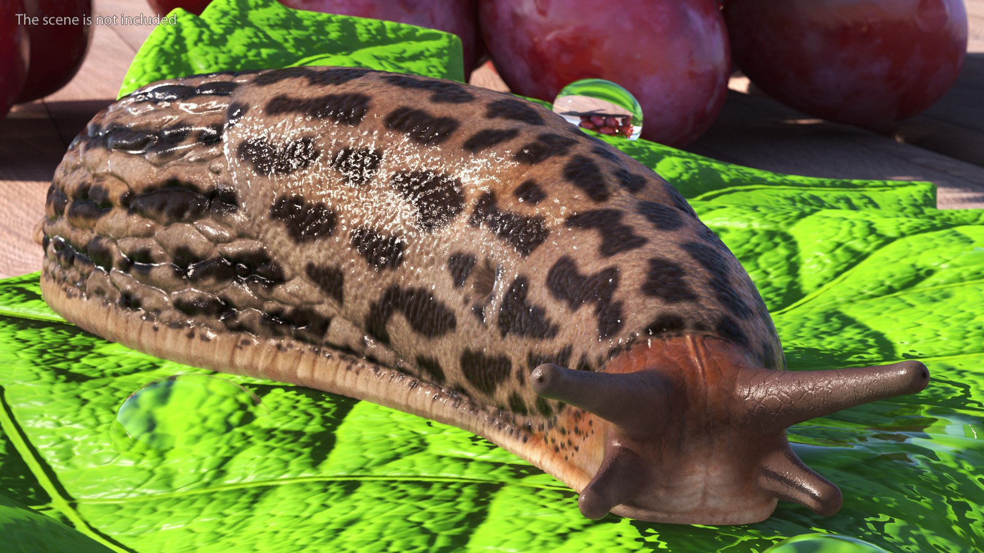3D Great Slug Rigged For Modo - TurboSquid 2018634