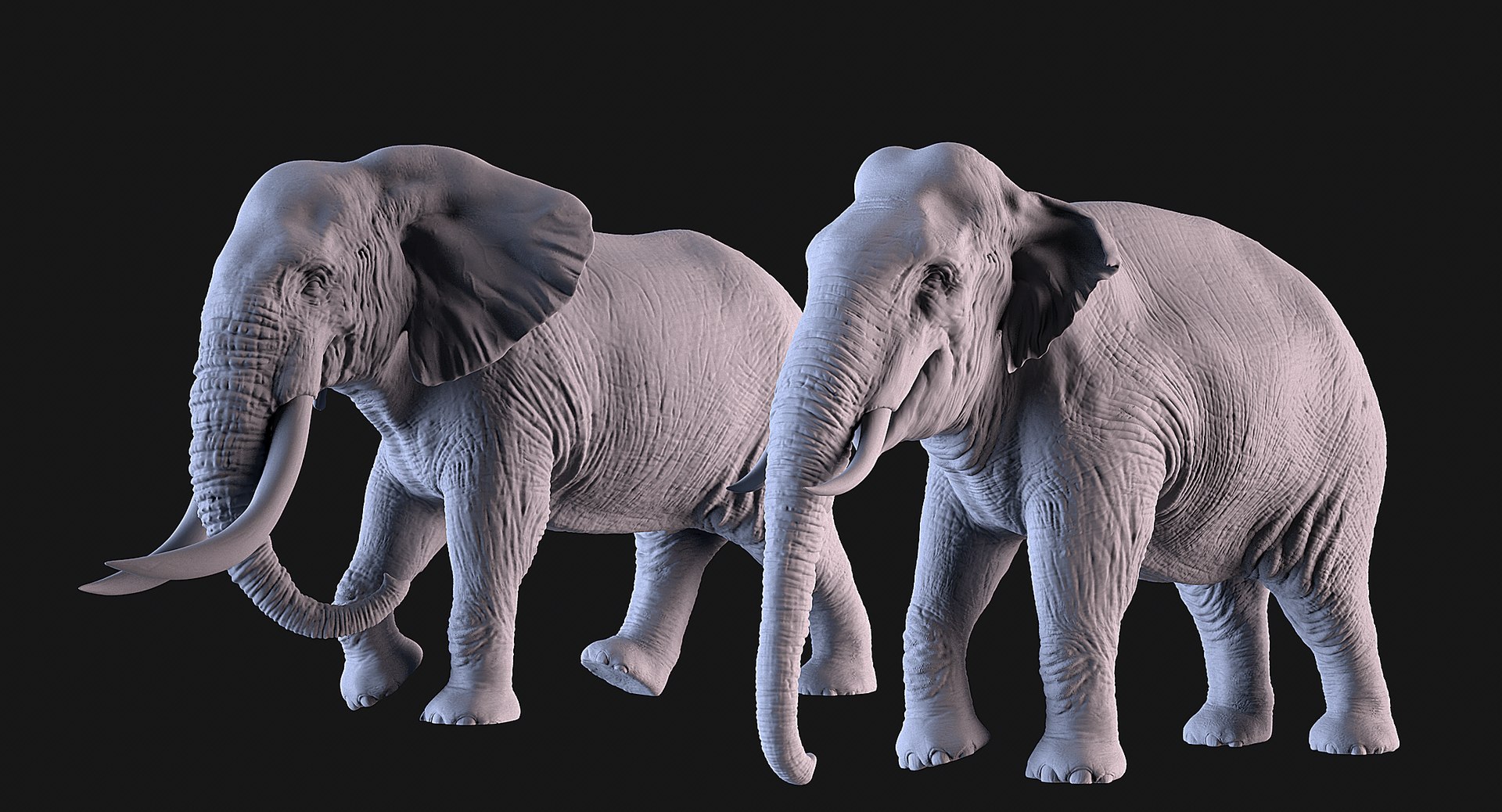 3D Model Elephants African And Asian Species - TurboSquid 2398990