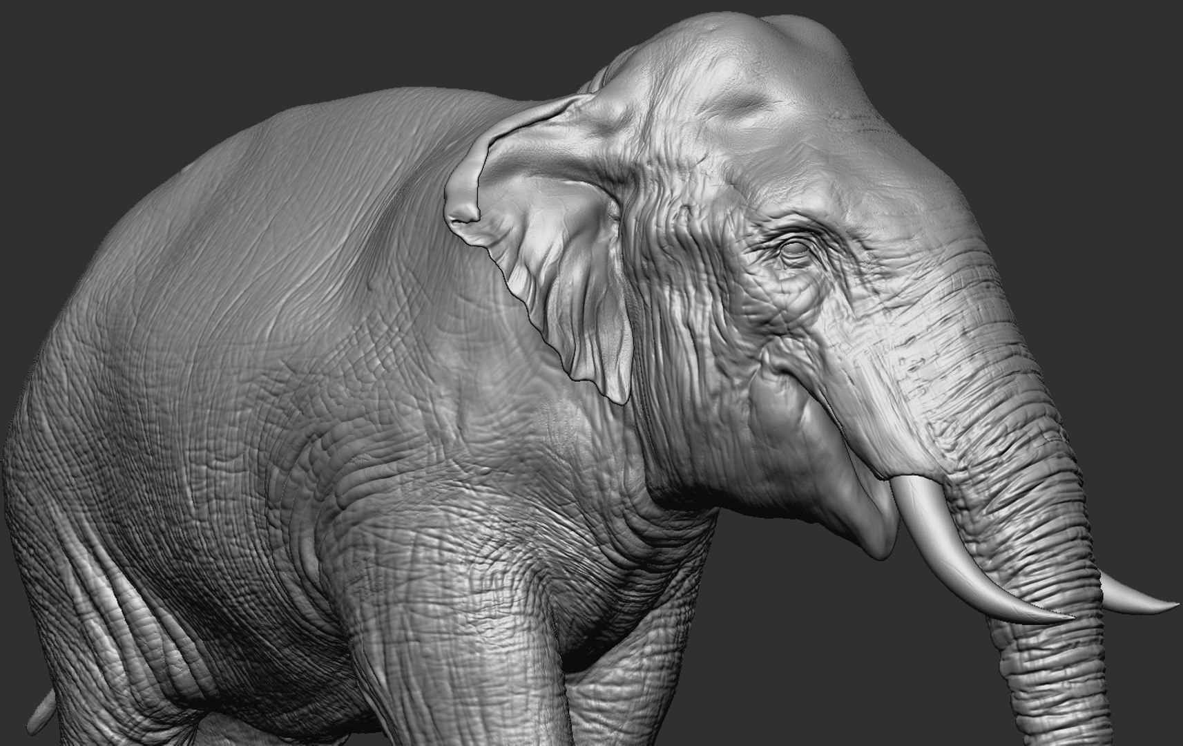 3D Model Elephants African And Asian Species - TurboSquid 2398990