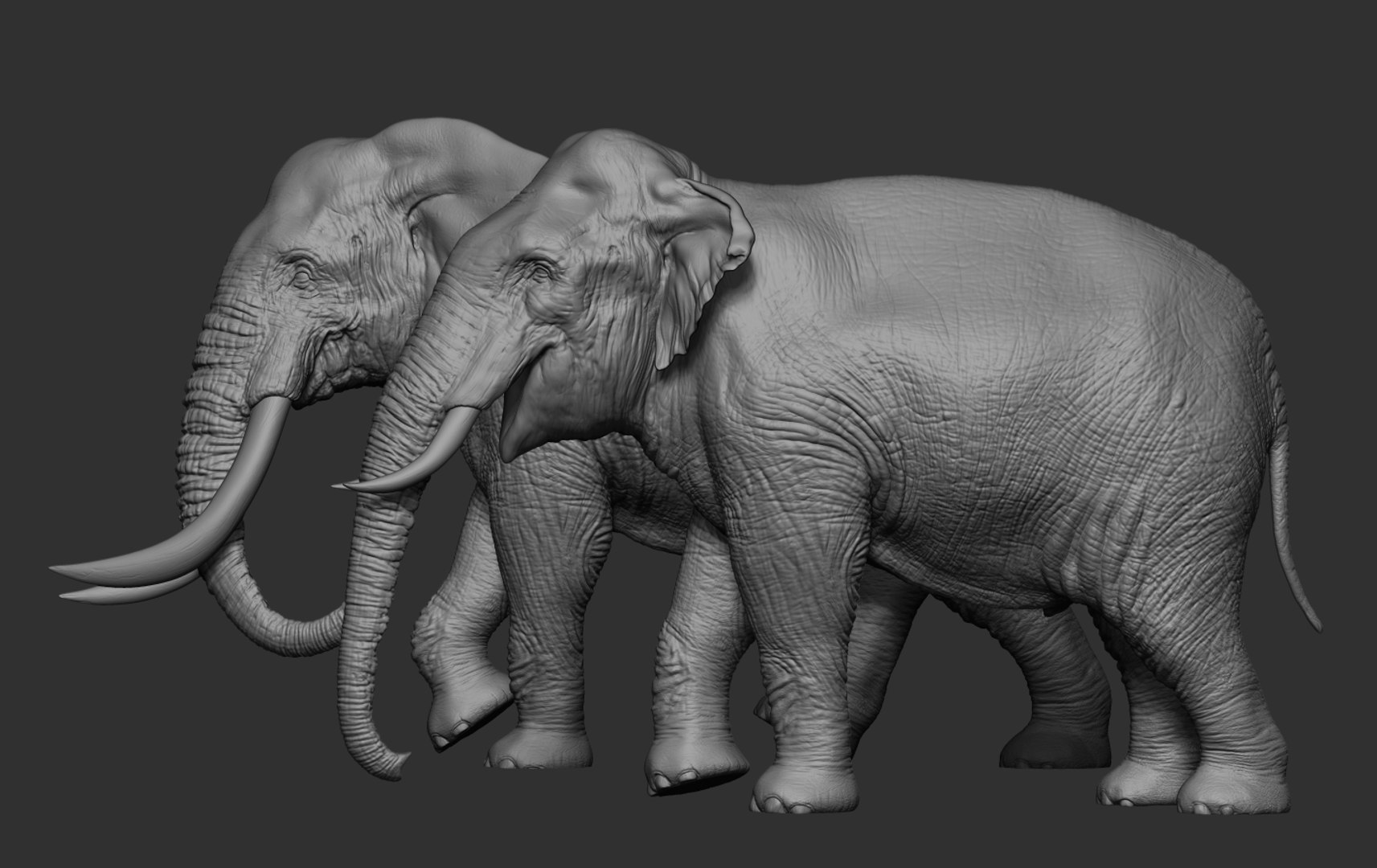 3D Model Elephants African And Asian Species - TurboSquid 2398990