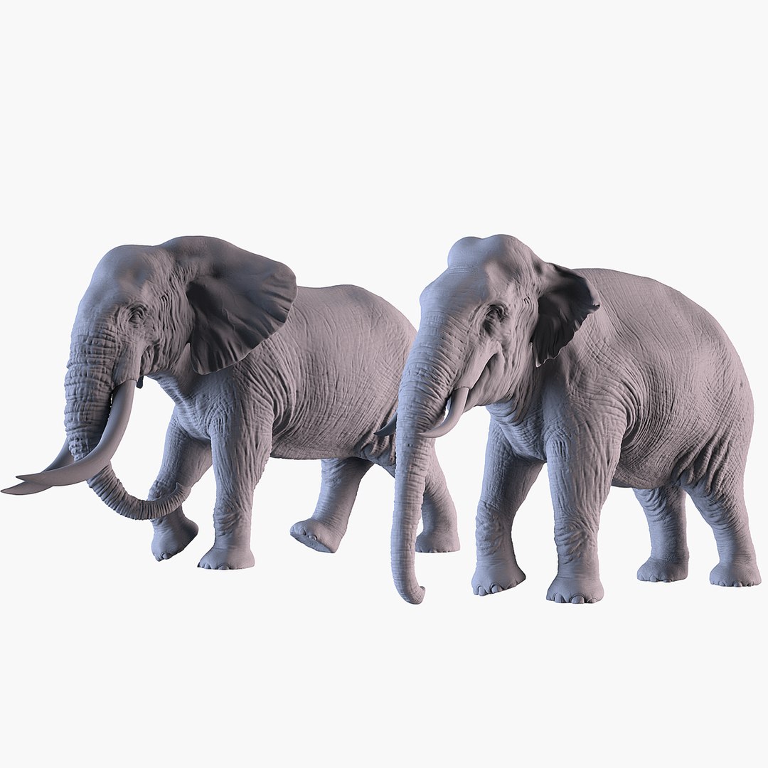 3D Model Elephants African And Asian Species - TurboSquid 2398990