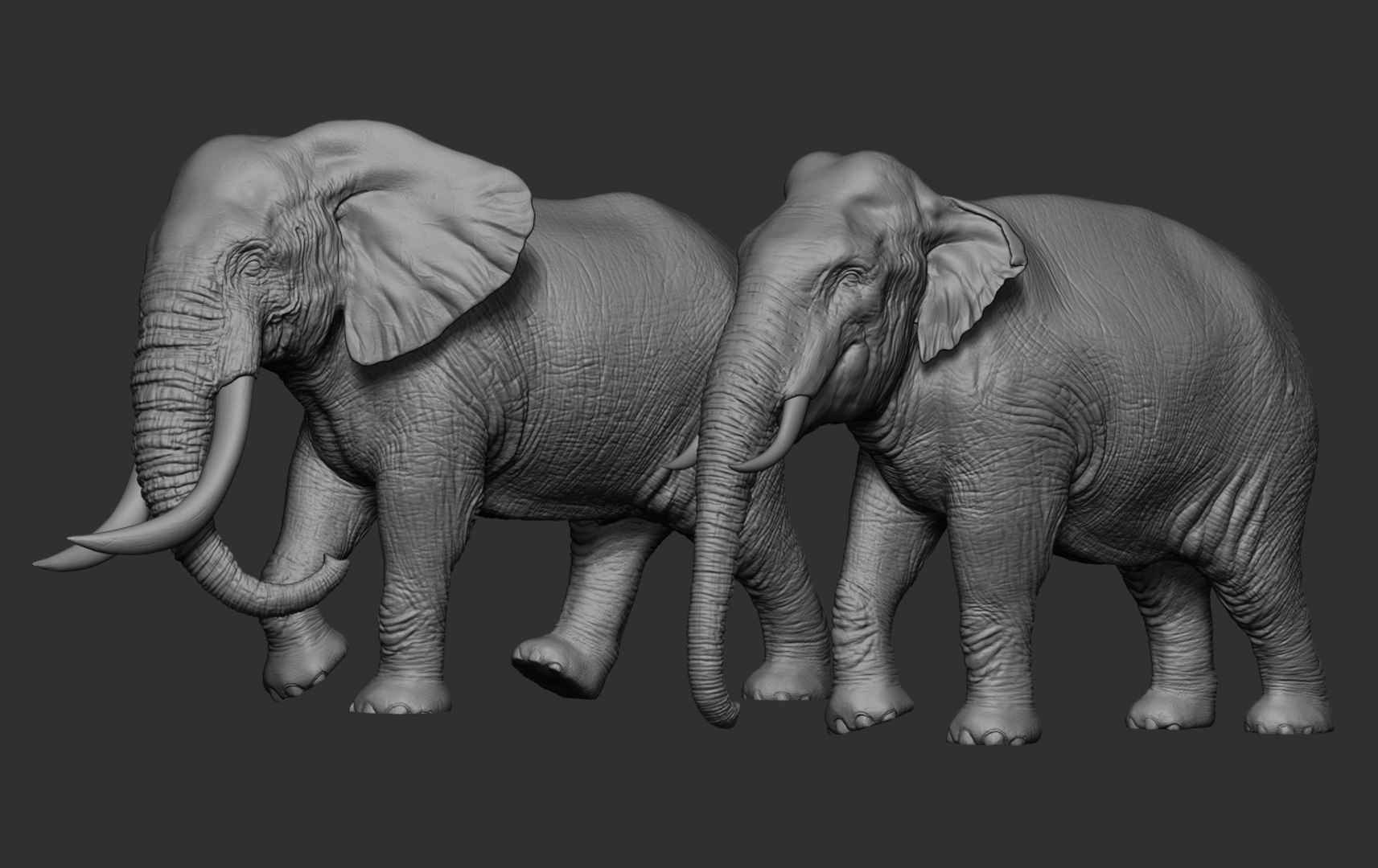 3D Model Elephants African And Asian Species - TurboSquid 2398990
