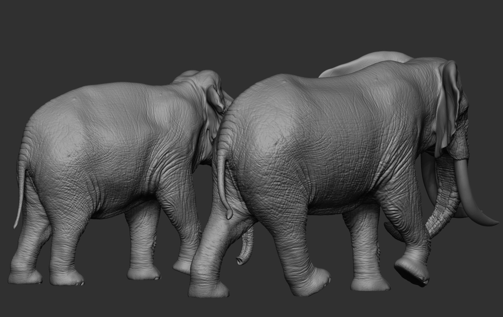 3D Model Elephants African And Asian Species - TurboSquid 2398990