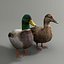 Max Mallard Duck Couple