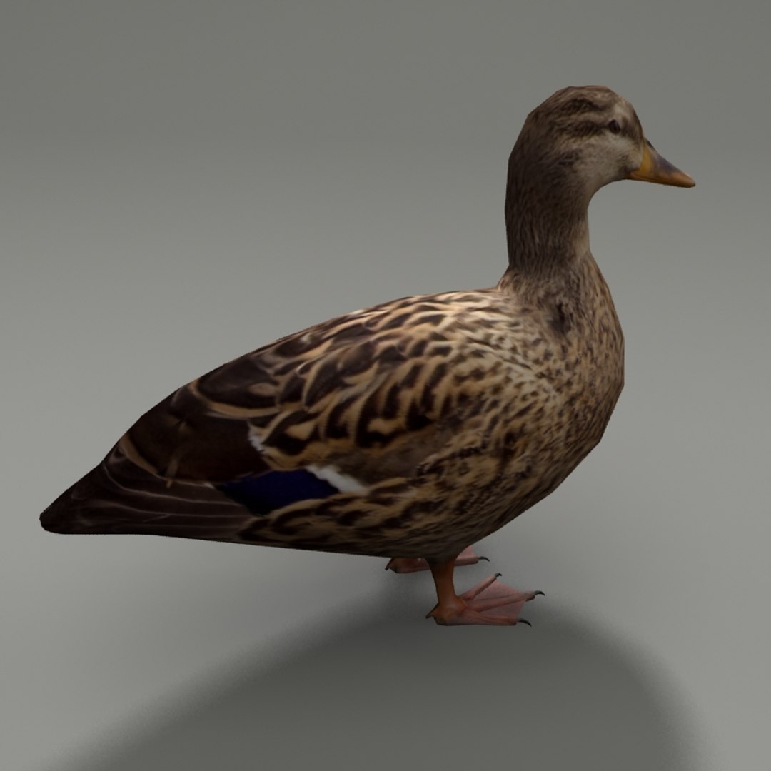 Max Mallard Duck Couple