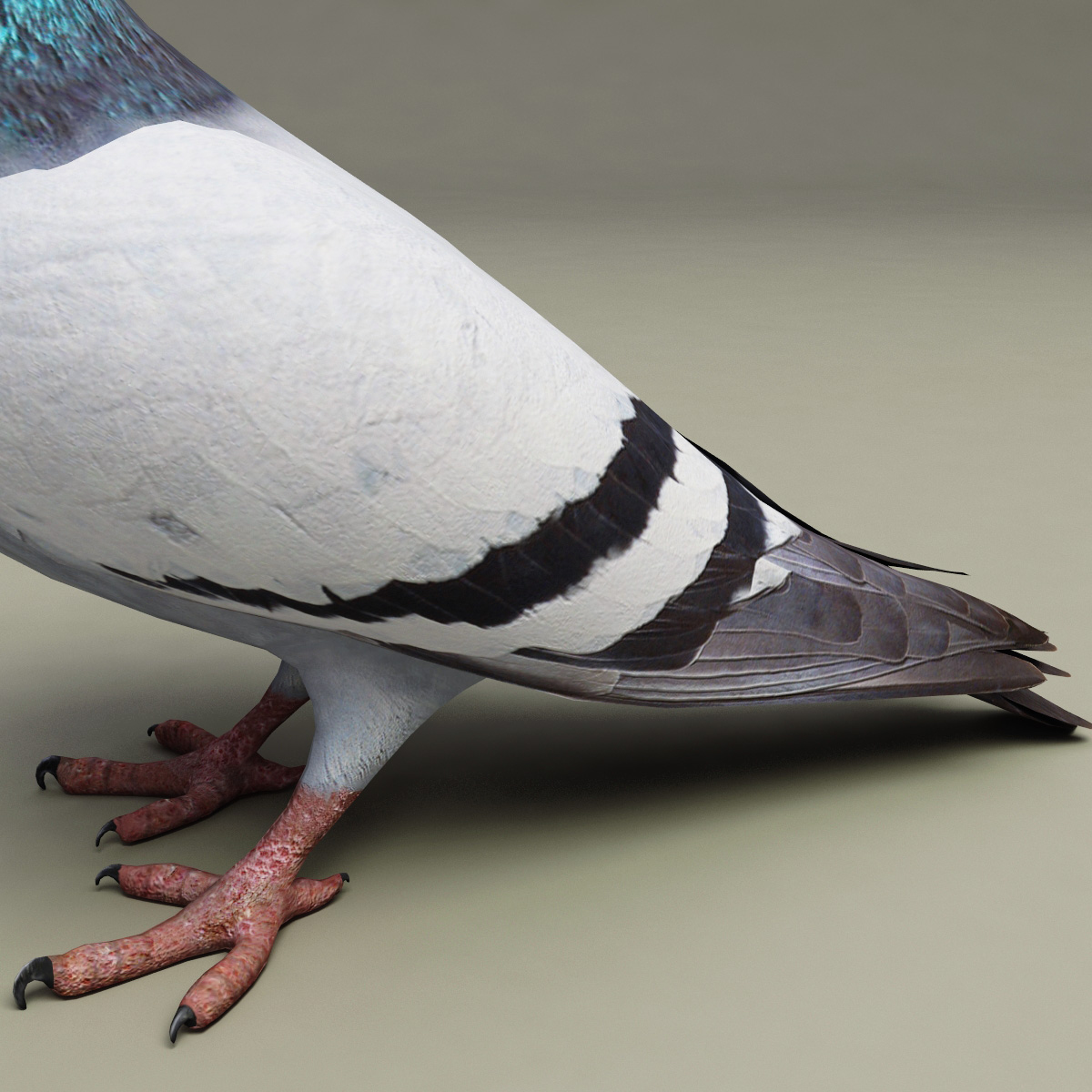 pigeon modelled 3d model