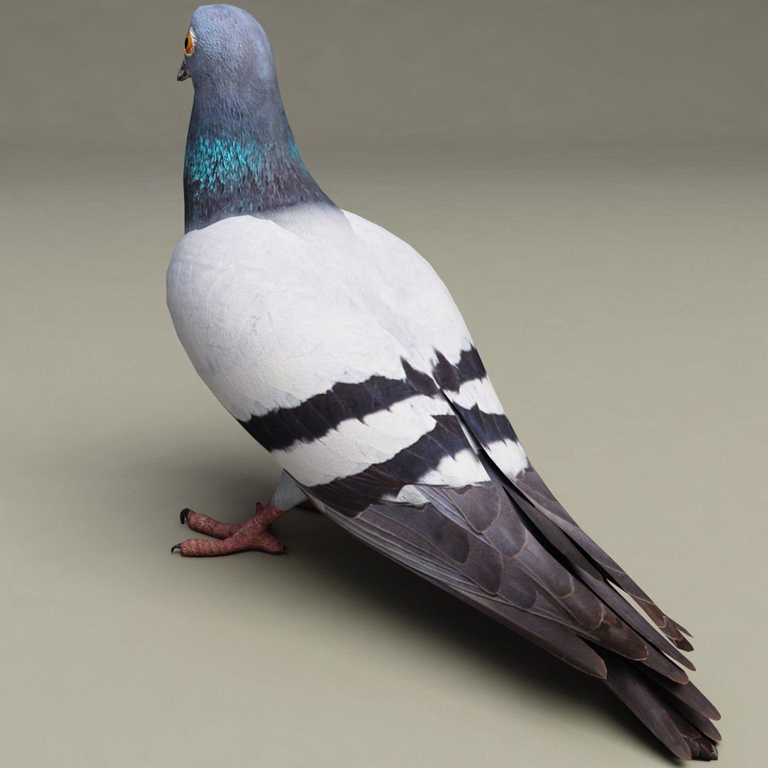pigeon modelled 3d model
