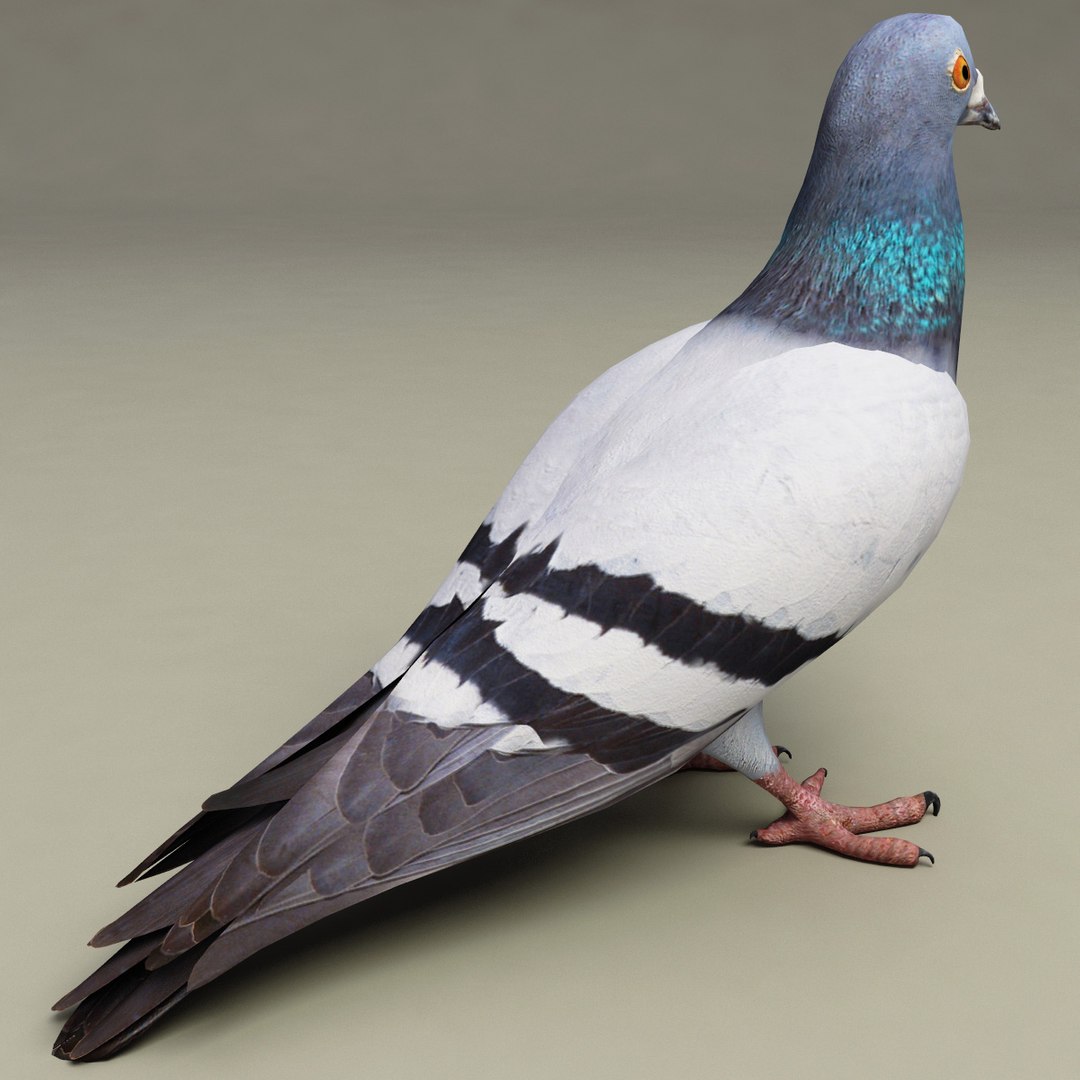 pigeon modelled 3d model