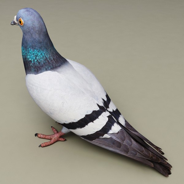 pigeon modelled 3d model