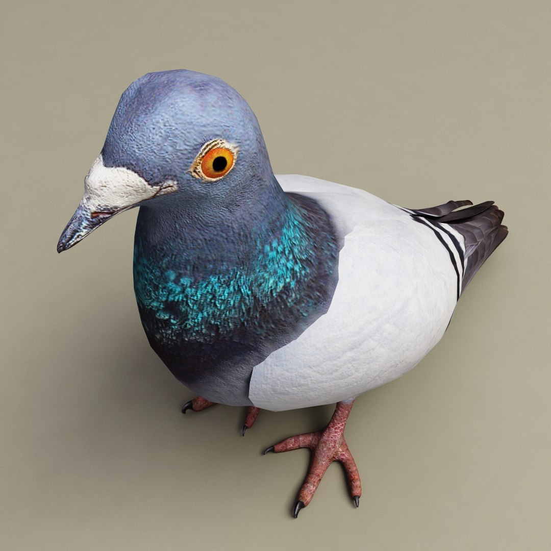 pigeon modelled 3d model