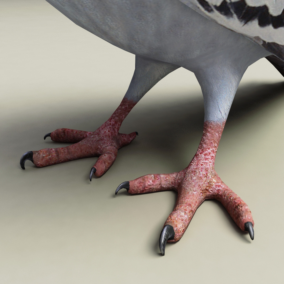 pigeon modelled 3d model