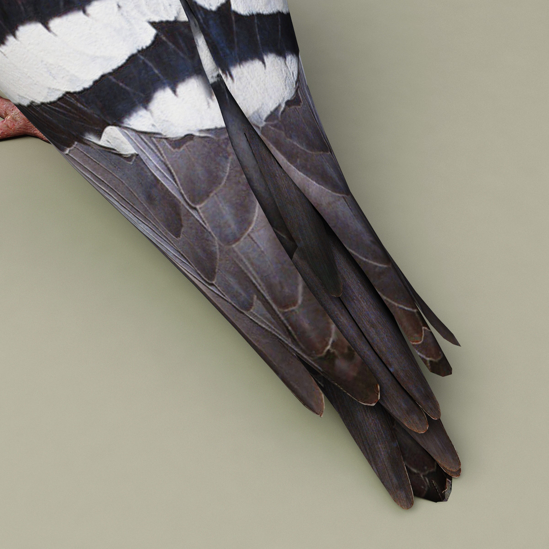 pigeon modelled 3d model