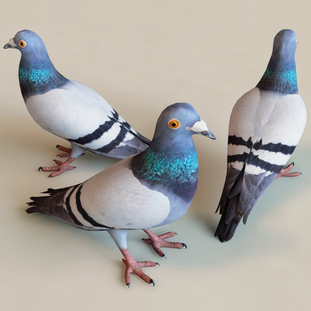 pigeon modelled 3d model