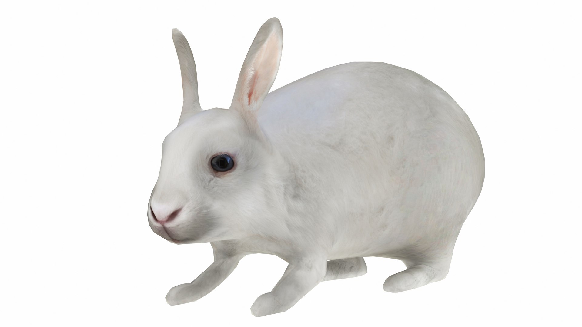 3D Rabbit - TurboSquid 2341634