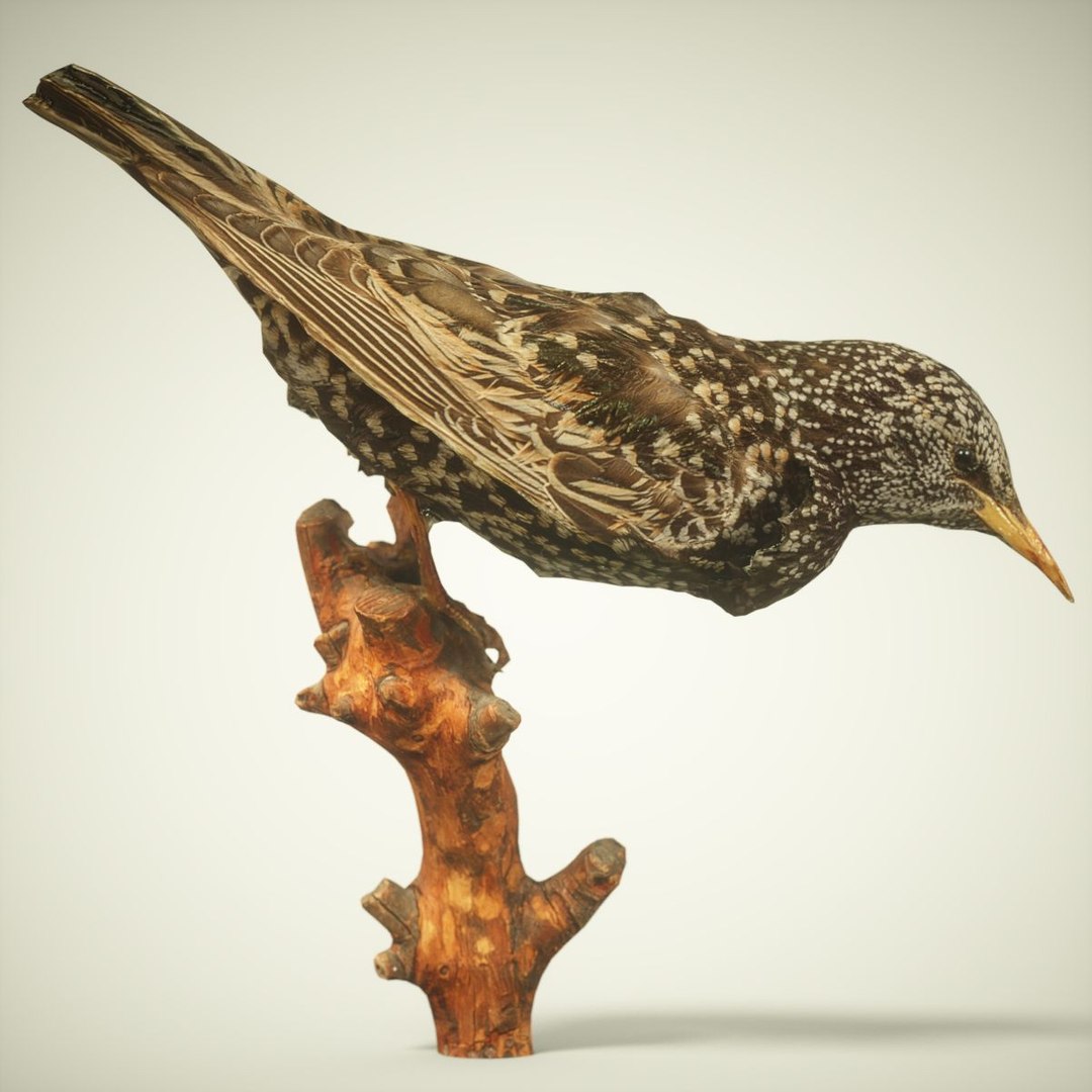 3D Animal Digital Photogrammetry Model - TurboSquid 1162964