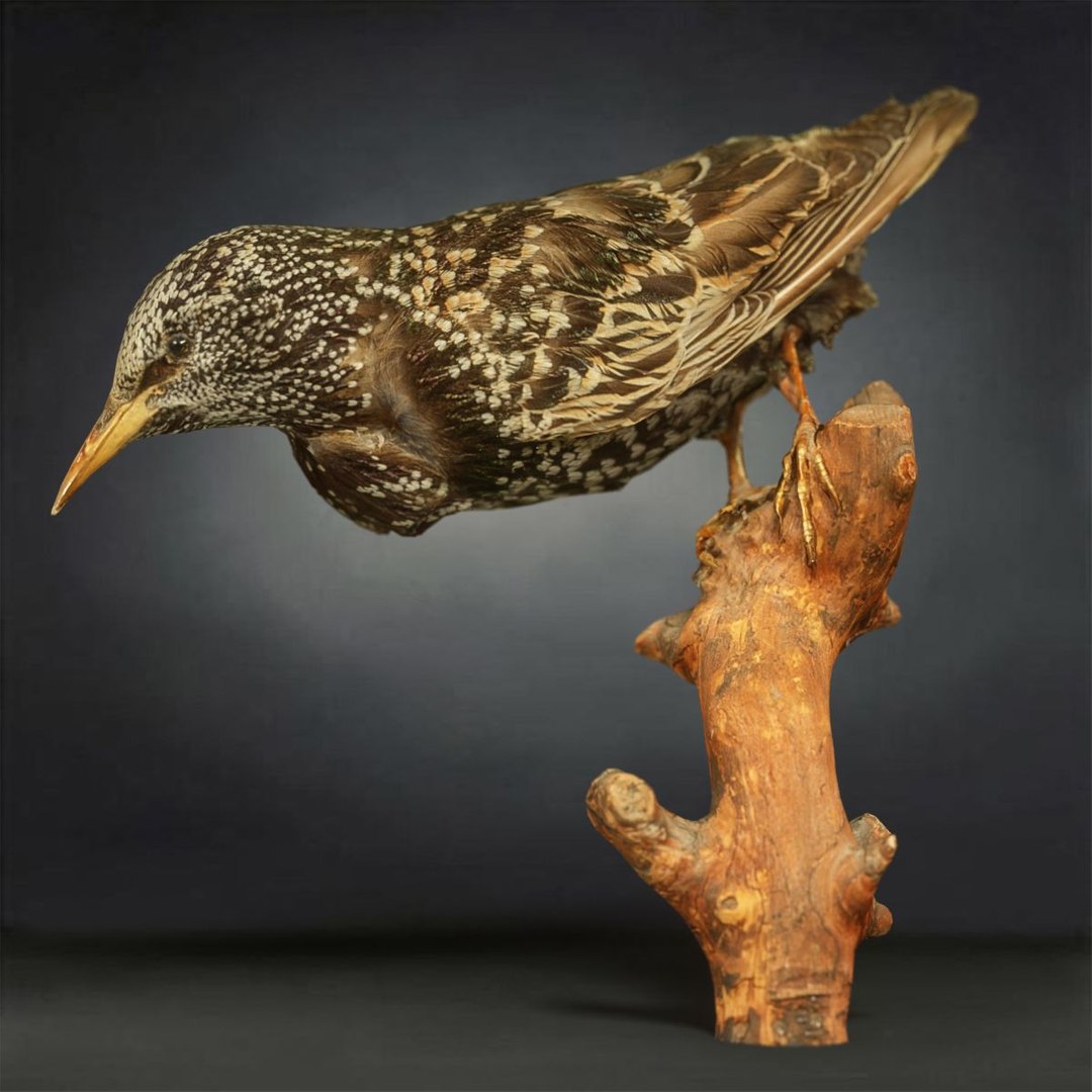 3D Animal Digital Photogrammetry Model - TurboSquid 1162964