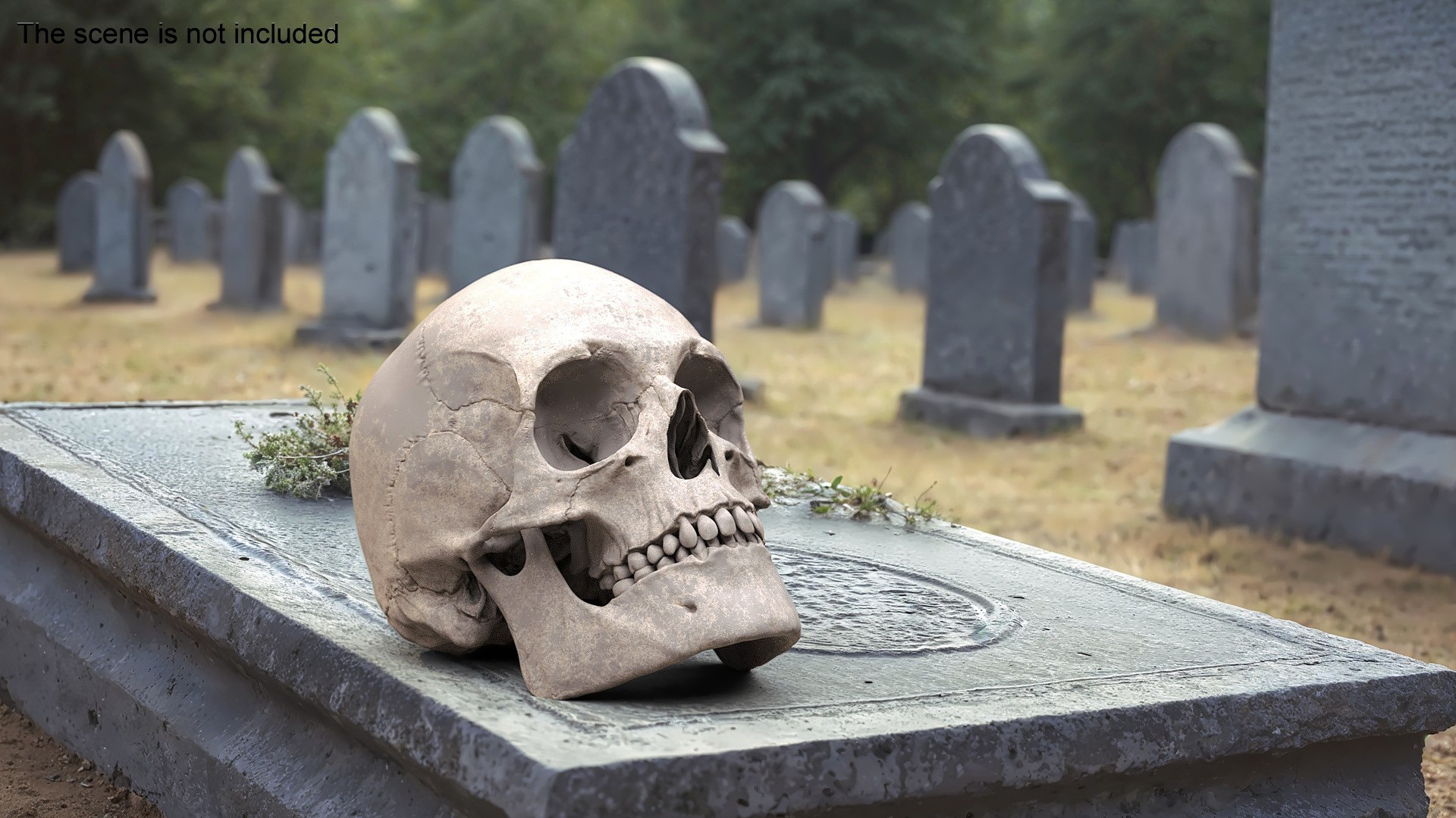 3D Old Scull - TurboSquid 2381628