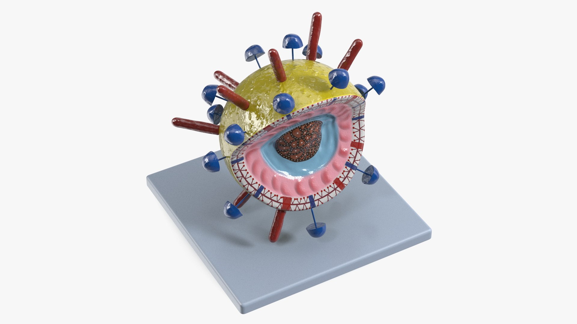 3D Influenza Virus Cross-Section Model On Base - TurboSquid 2414803