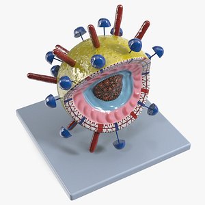 Free 3D Virus Models - Available For Download On TurboSquid
