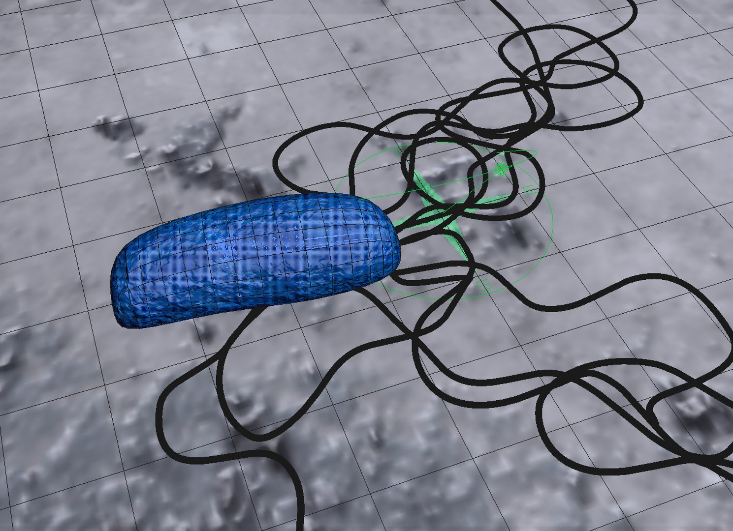 Bacteria Bacterium Vibrio Model - TurboSquid 1307450
