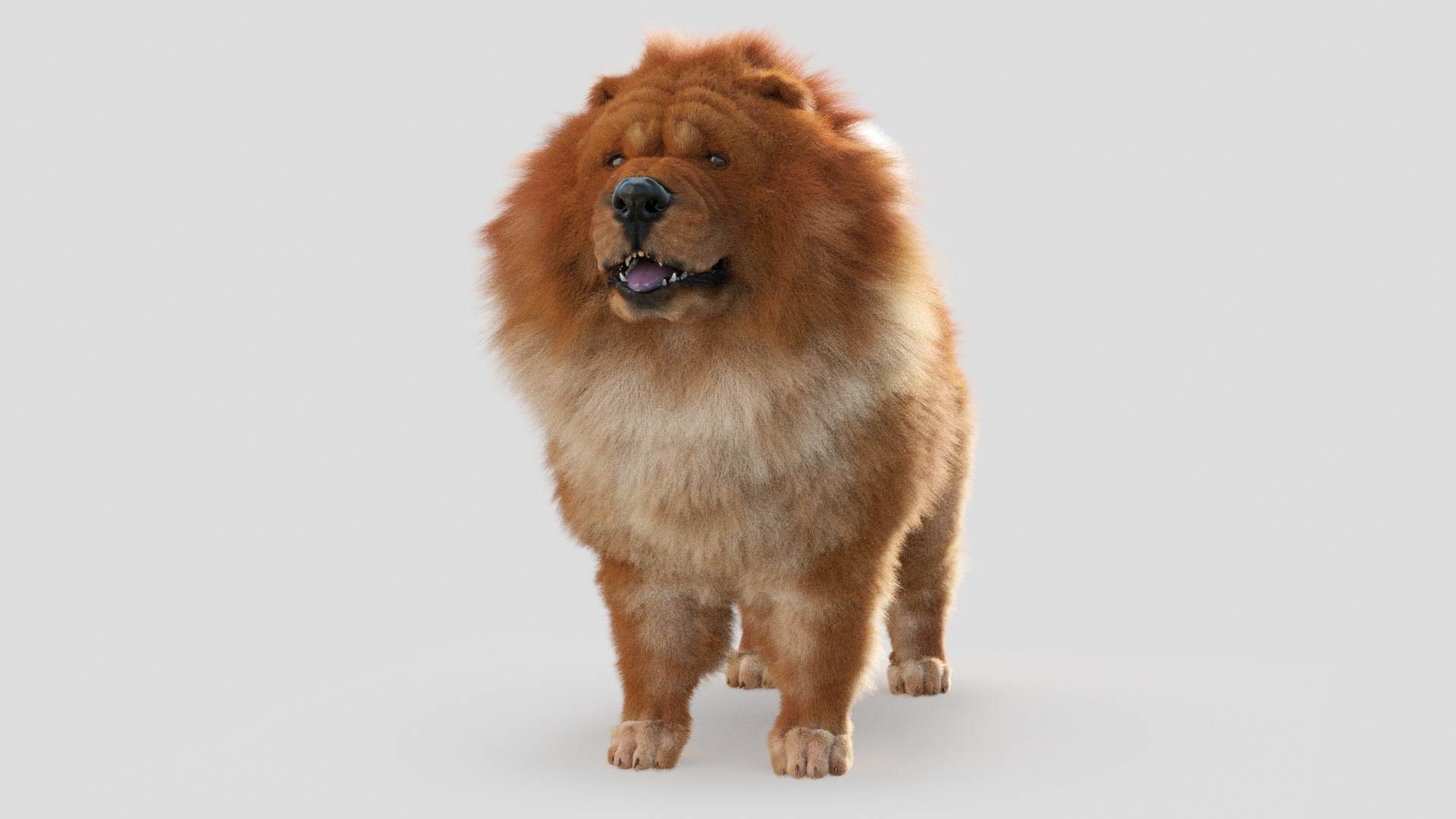 Chow Chow Dog 3D Model - TurboSquid 1760215