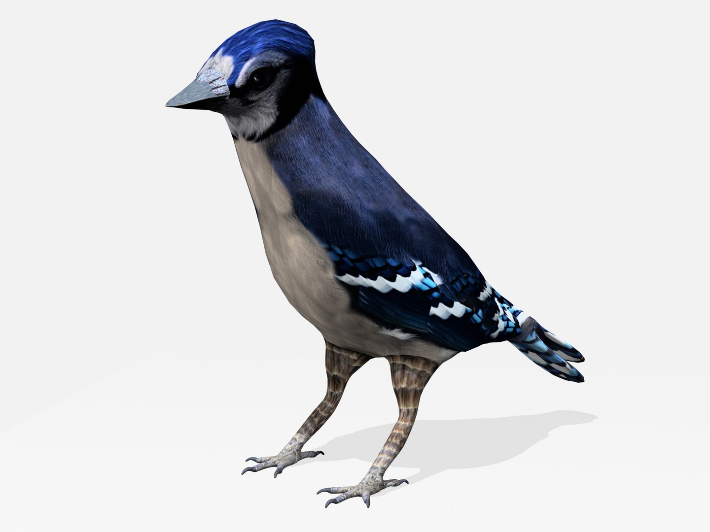 Blue Jay Bird Max