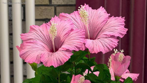 Hibiscus flower pink 3D model - TurboSquid 1647928