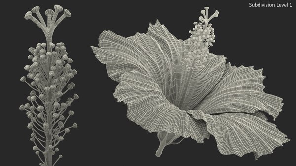 Hibiscus flower pink 3D model - TurboSquid 1647928