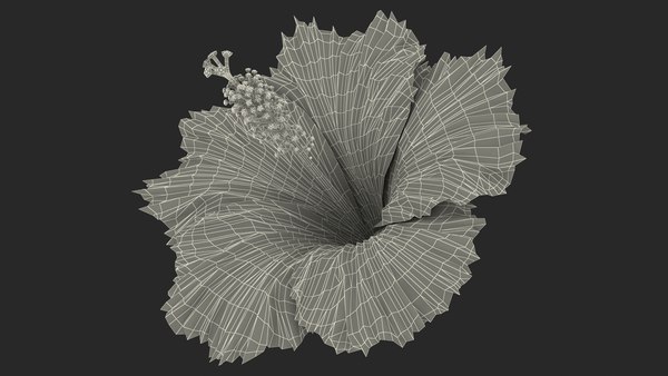 Hibiscus flower pink 3D model - TurboSquid 1647928