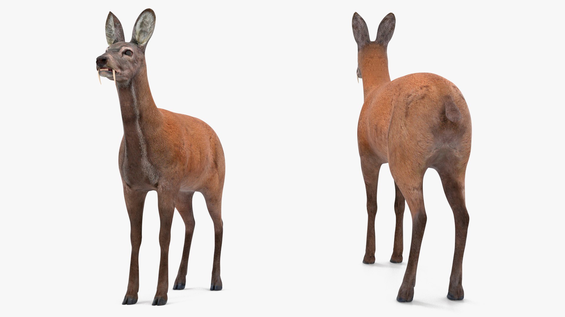 Moschus Moschiferus 3D model - TurboSquid 2181282
