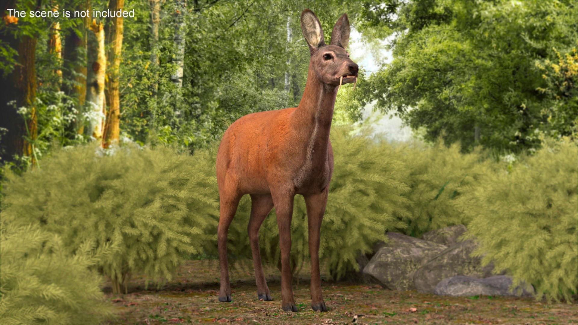 Moschus Moschiferus 3D model - TurboSquid 2181282