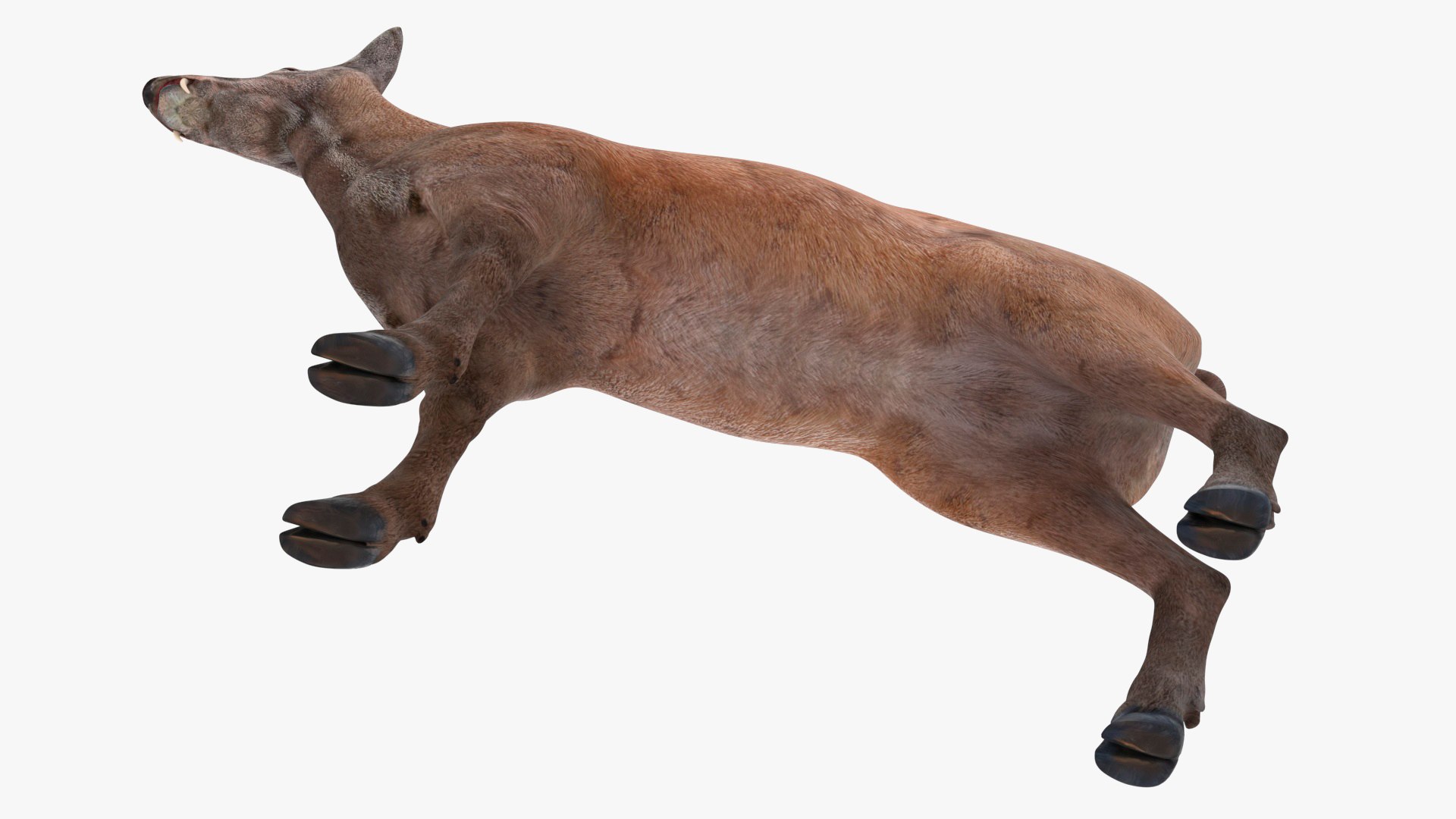 Moschus Moschiferus 3D model - TurboSquid 2181282