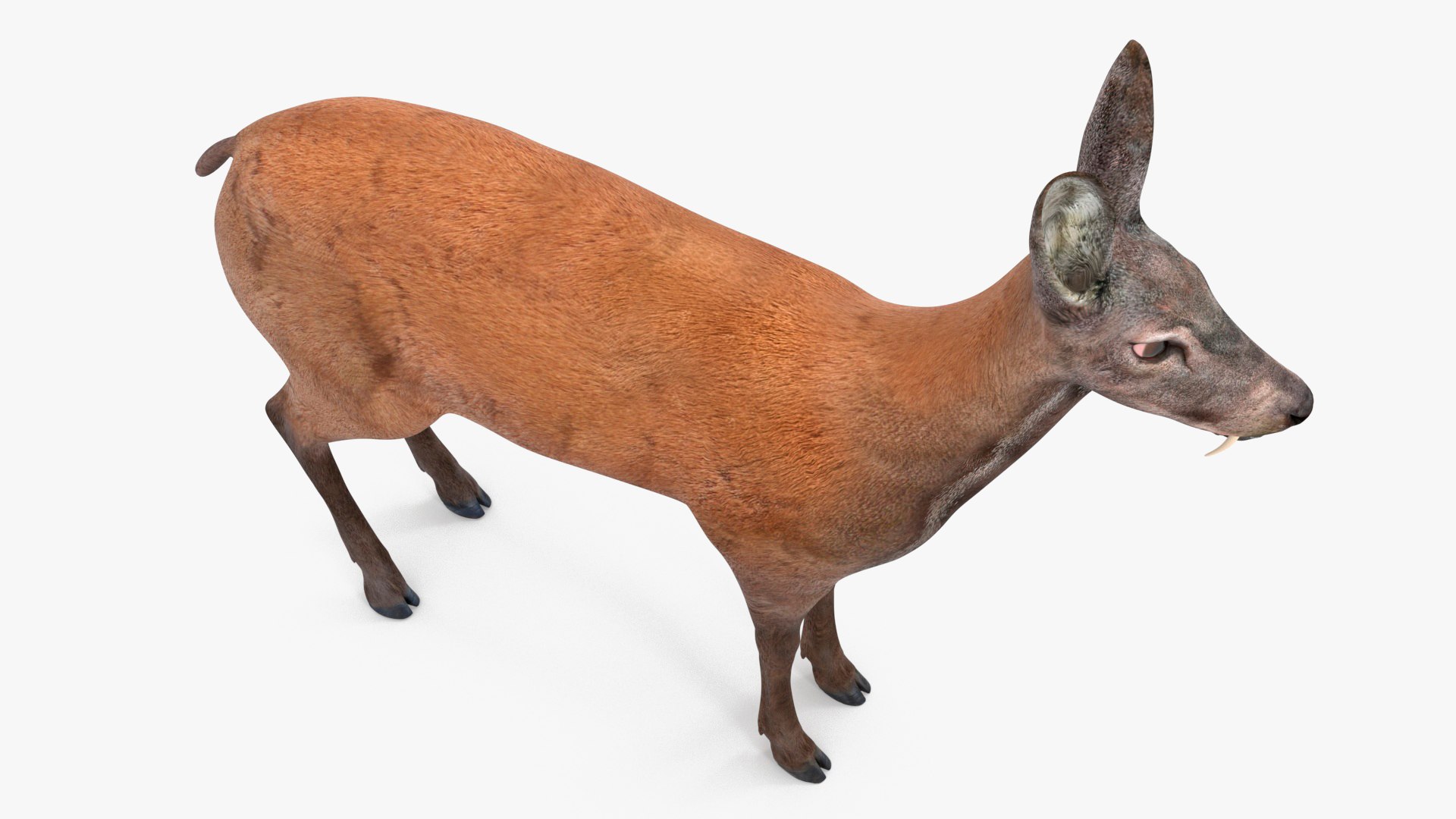 Moschus Moschiferus 3D model - TurboSquid 2181282