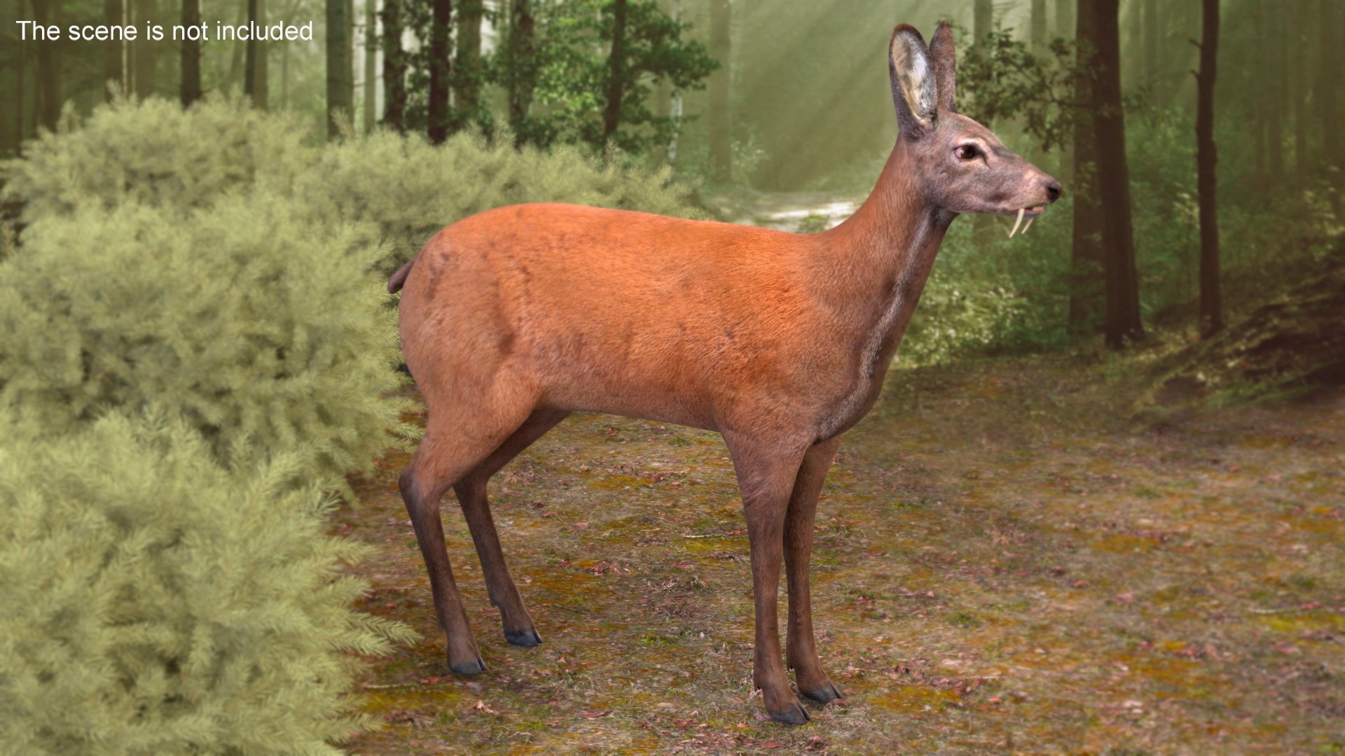 Moschus Moschiferus 3D model - TurboSquid 2181282